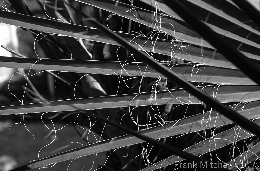 "Sinuous" by fsmitchellphoto | Redbubble