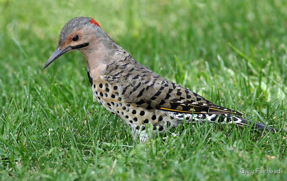 "Northern Flicker / Yellow Shafted Flicker" by Gary Fairhead | Redbubble