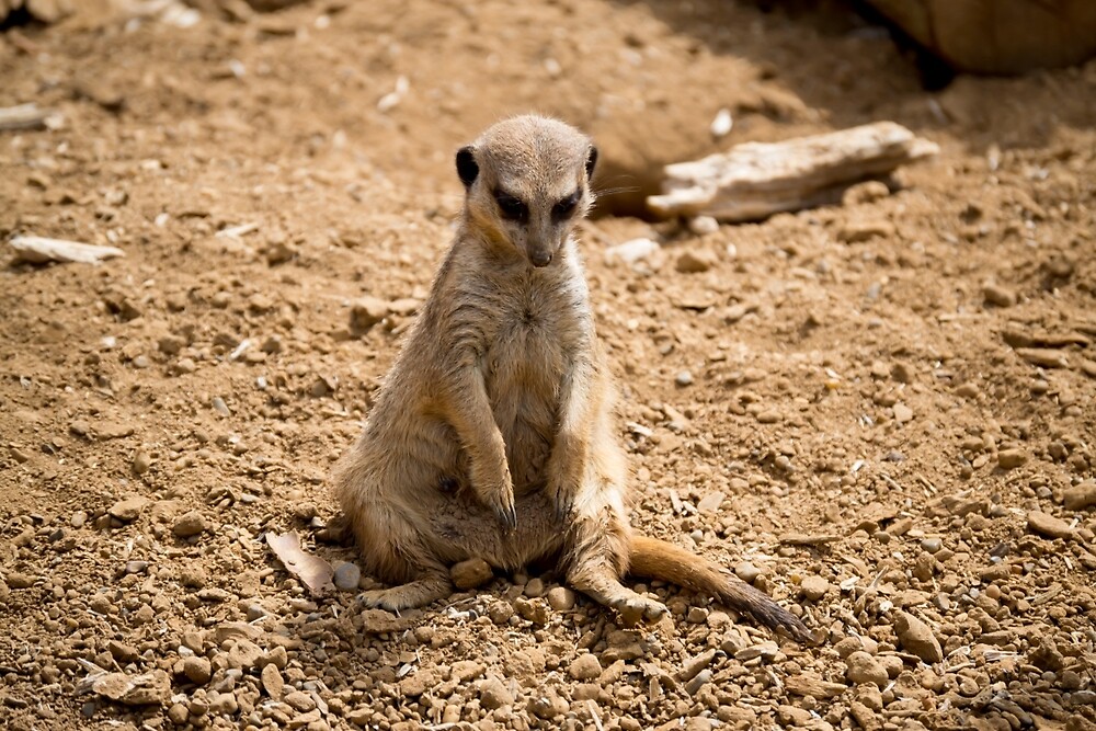 "Sad Meerkat" by Scott Lyons | Redbubble