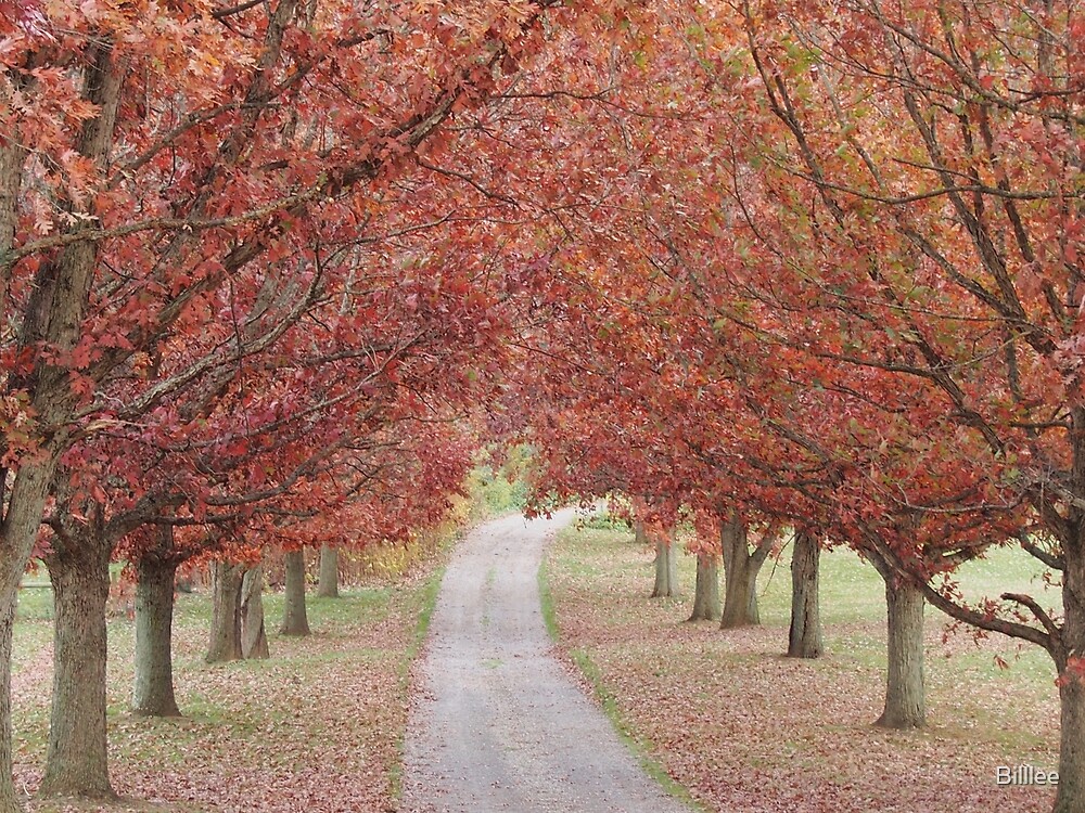 "Fall Trees Lining the Lane." by Billlee | Redbubble