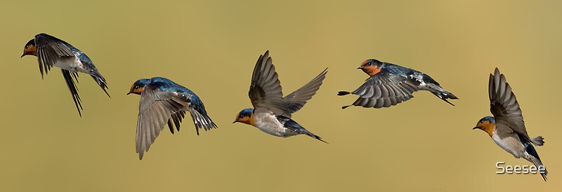 "Swallow flight path" by Seesee | Redbubble