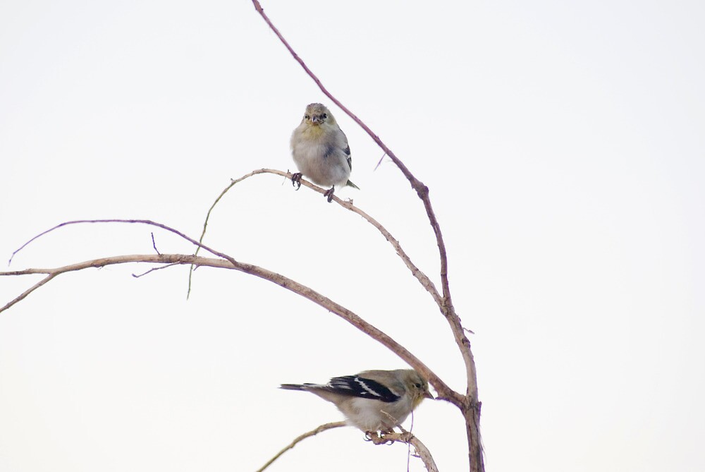 "Two birds on a branch" by Rod Adams | Redbubble