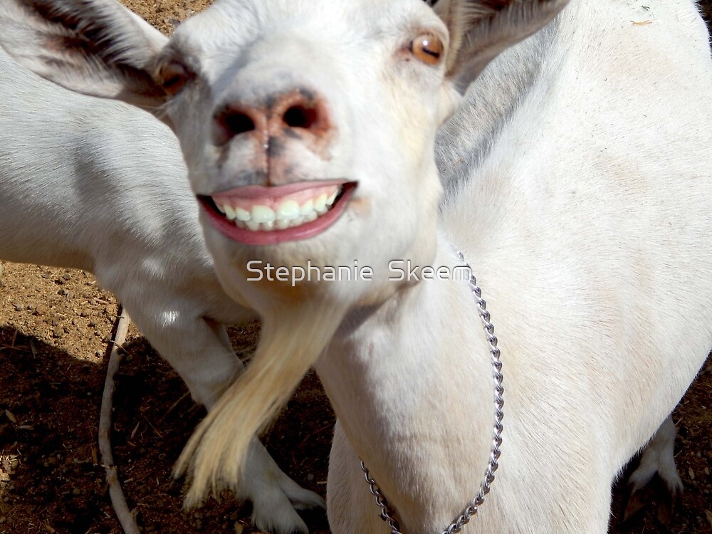 "funny happy goat " by Stephanie Skeem | Redbubble