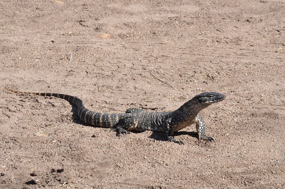 "Heath Monitor (Varanus rosenbergi), Kangaroo Island, South Australia ...