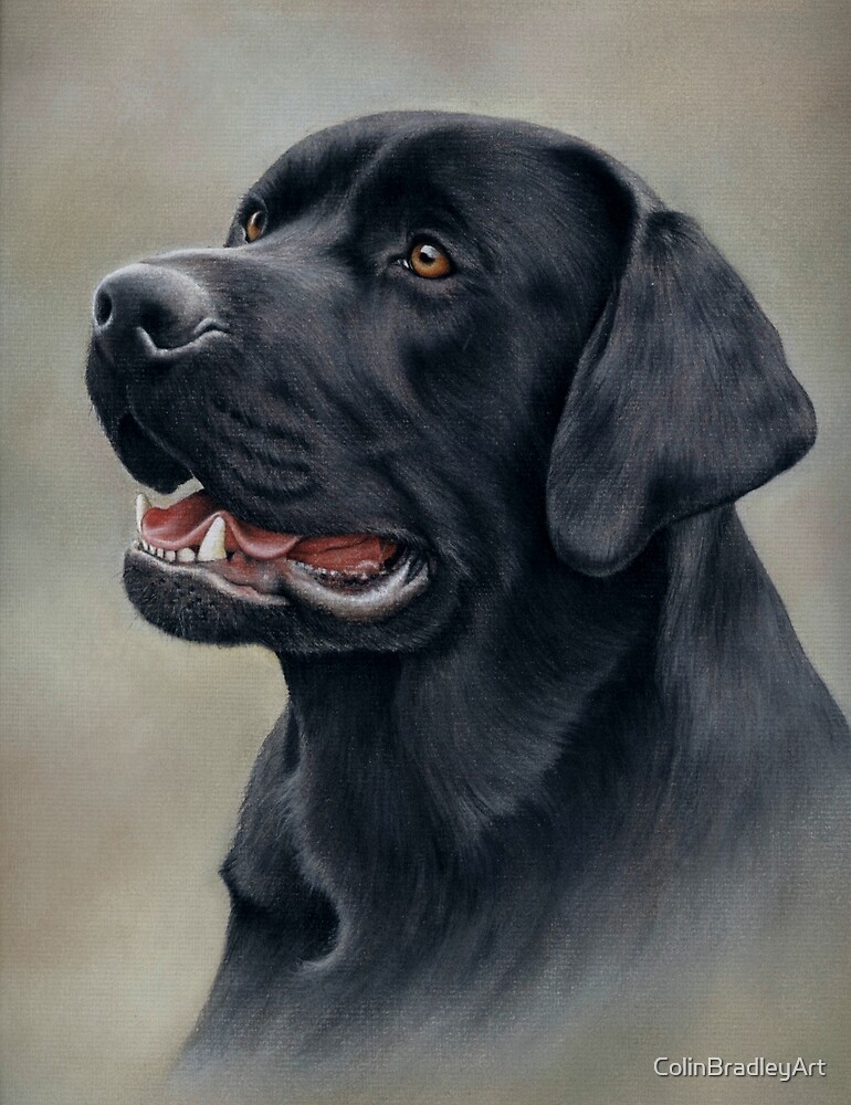 "Black Labrador Pastel Art" by ColinBradleyArt | Redbubble