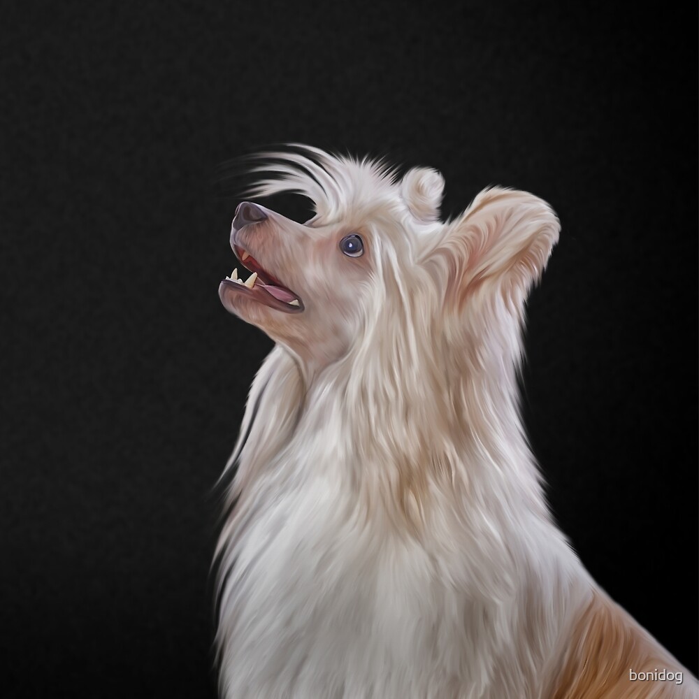 "Drawing, illustration Chinese crested dog " by bonidog | Redbubble