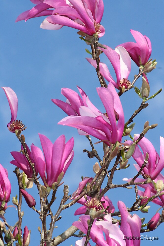"Flowering Japanese Magnolia Tree " by DebbieCHayes | Redbubble