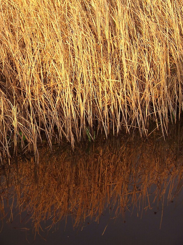 "Wetland reeds, Silver Sands, South Australia" by Carissa Hubrechsen ...