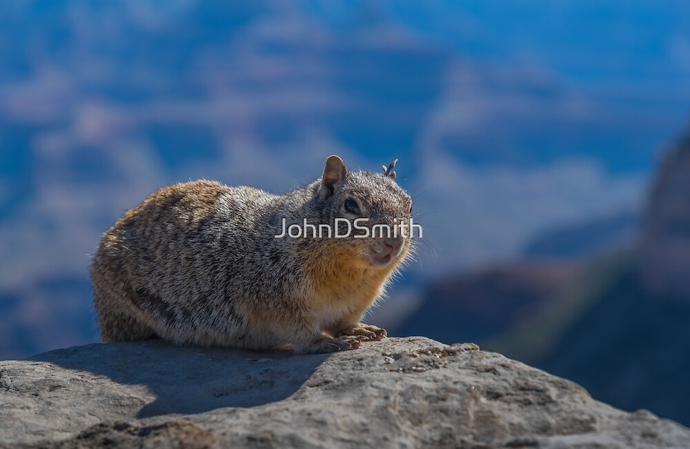"Kaibab squirrel" by JohnDSmith | Redbubble