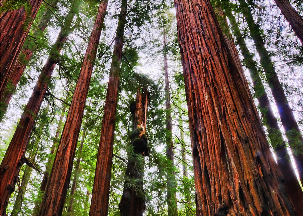 "Giant Redwoods" by Herman Hodges | Redbubble