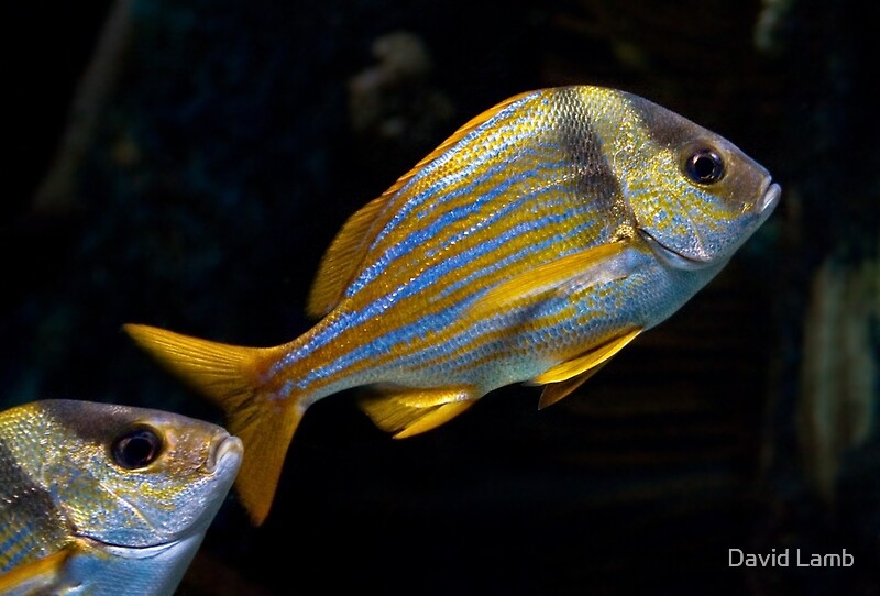"Blue Striped Fish" by David Lamb | Redbubble
