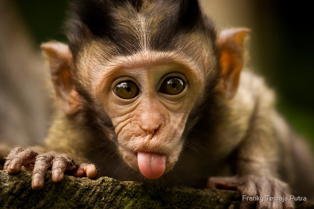 "Rude Monkey Sticking Out Tongue" by Franky Temaja Putra | Redbubble