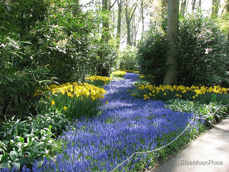 "River of Blue - Flower Lane in the Keukenhof Gardens" by BlueMoonRose ...