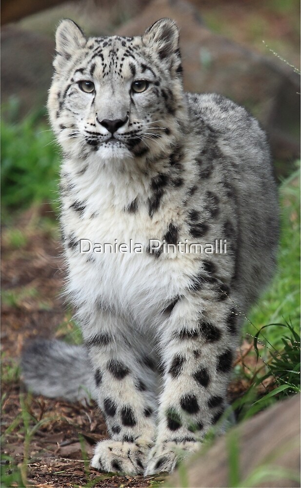 "Baby Snow Leopard: Stare" by Daniela Pintimalli | Redbubble