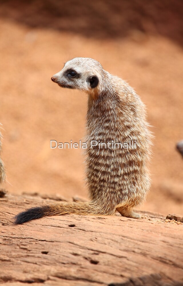 "Baby Meerkat: Scout" by Daniela Pintimalli | Redbubble