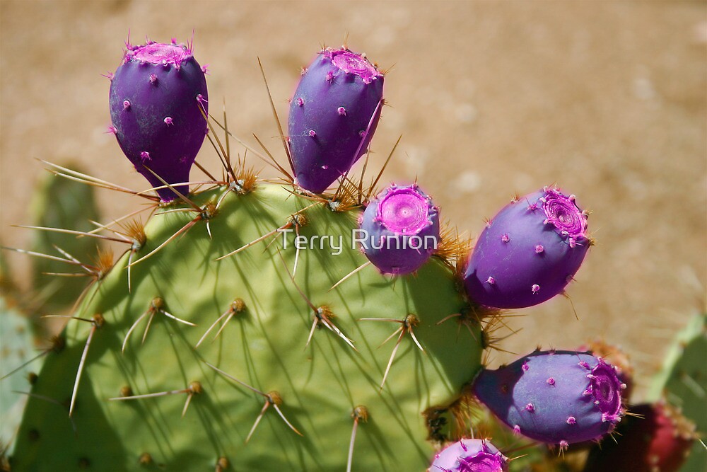 "Purple Prickly Pear Cactus" by Terry Runion | Redbubble