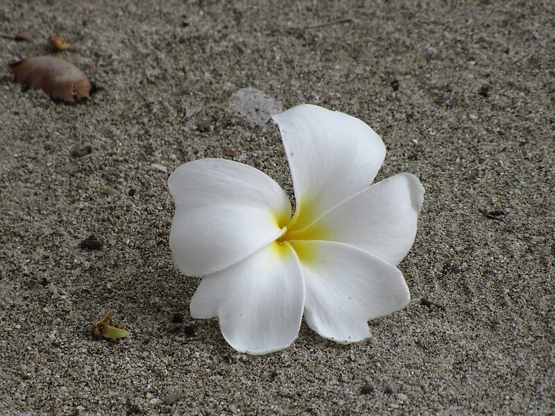 "Fiji Flower" by AscensionEd | Redbubble