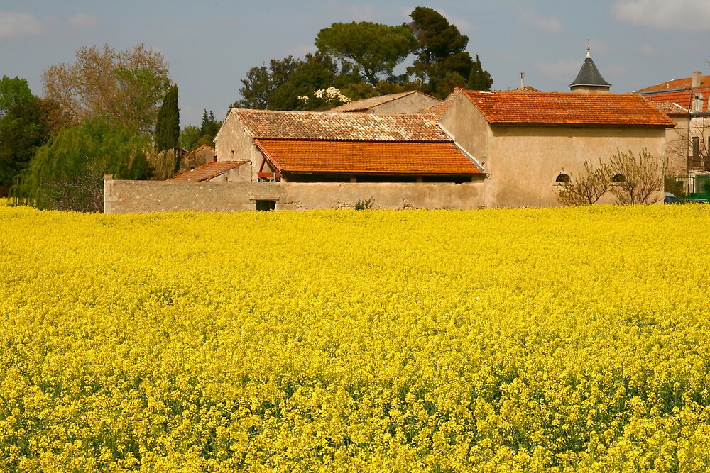 "Farm buildings and yellow crop Southern France" by Paul Pasco | Redbubble