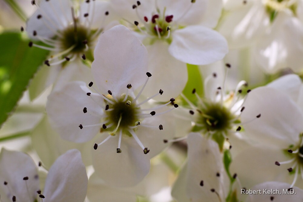 "Ornamental pear tree blossoms - Ann Arbor, Michigan" by Robert Kelch ...