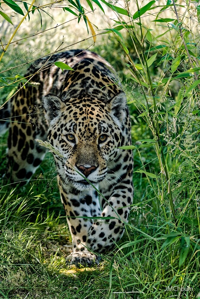 "Jaguar Stalking" by JMChown | Redbubble