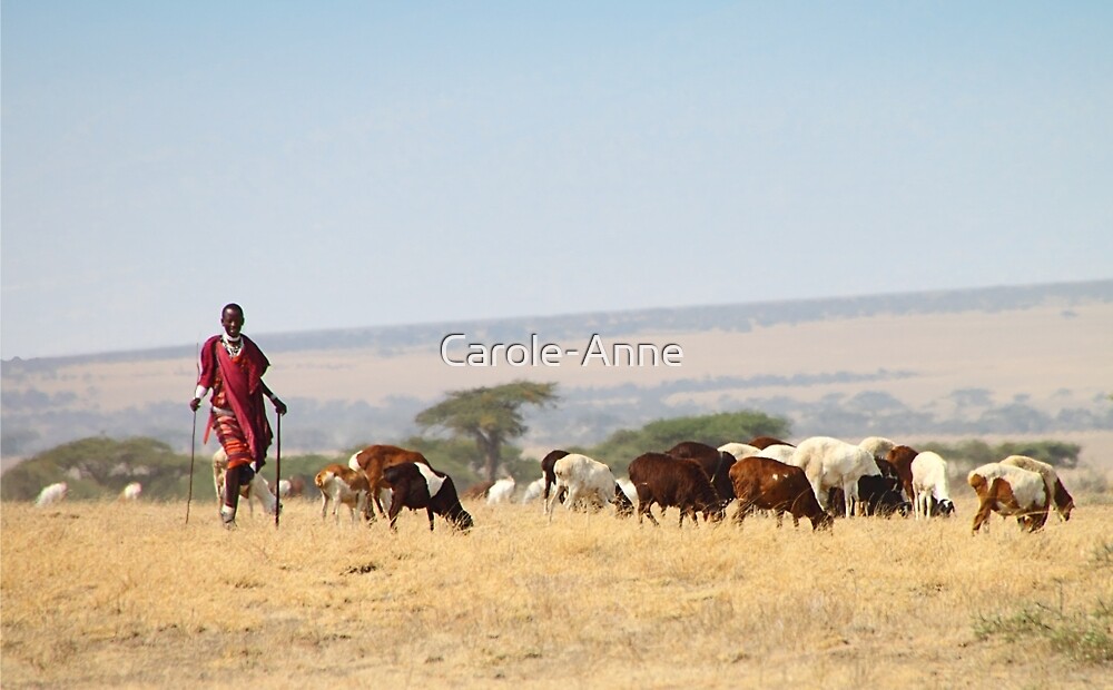 "Maasai (or Masai) Herder with Cattle, Tanzania " by Carole-Anne ...