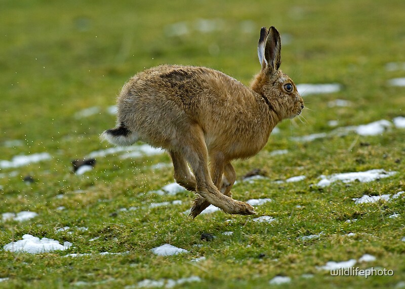 "Brown hare running" by wildlifephoto | Redbubble