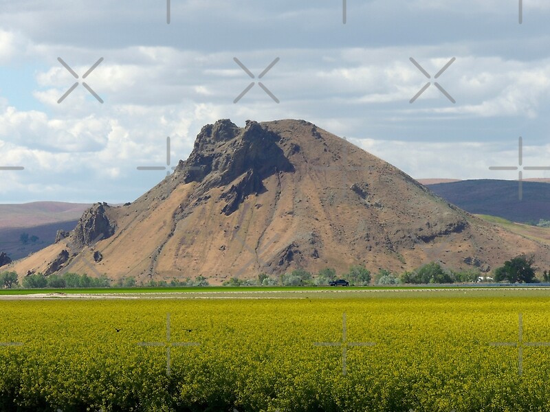 "Malheur Butte Canola Field" by Betty Town Duncan | Redbubble