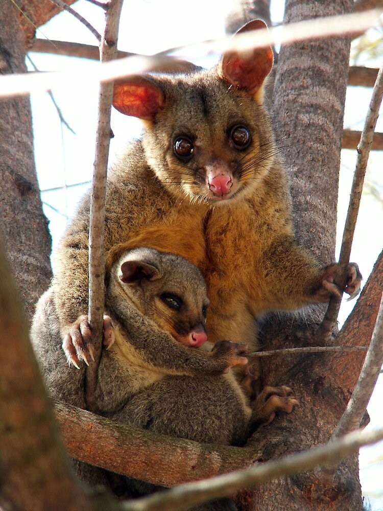 "Mother and baby Brushtail Possum" by lstuart | Redbubble