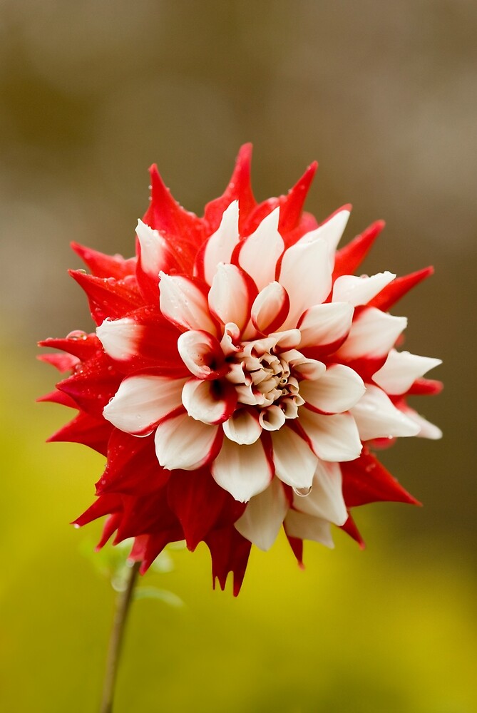 "Dahlia Hollyhill 'Joker's Wild'" by Dency Kane | Redbubble