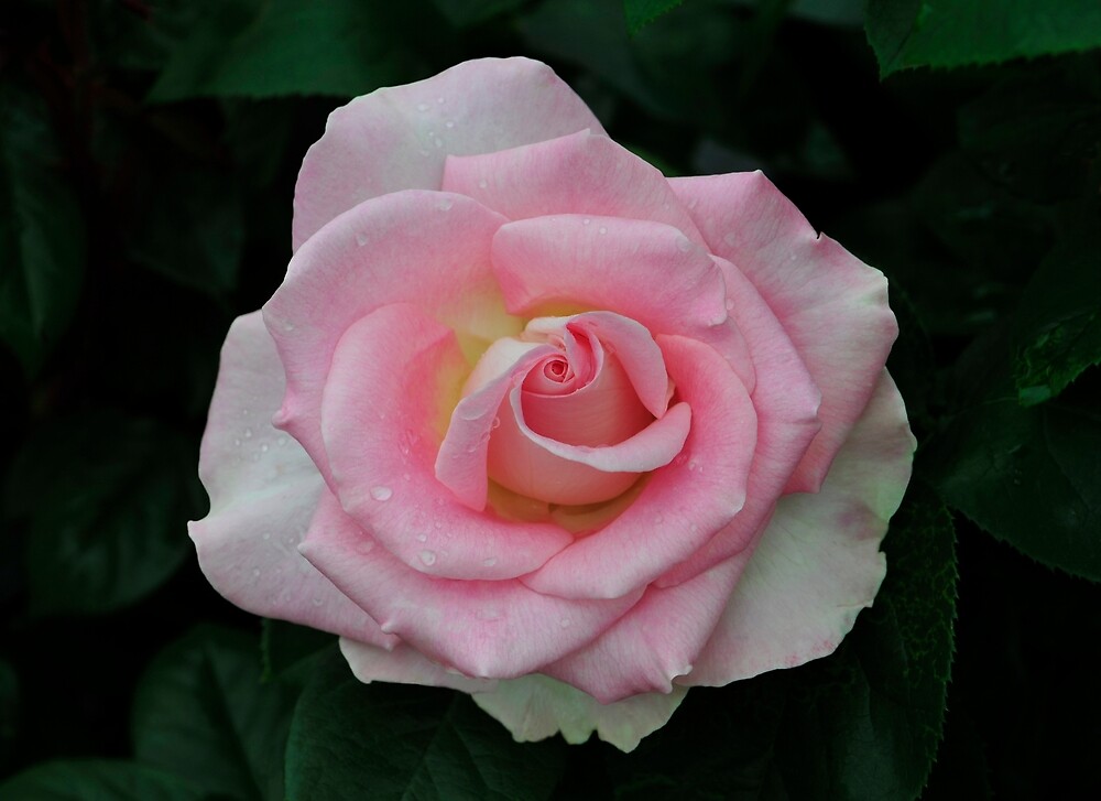 "Hybrid Tea Rose 'Falling in Love'" by Dency Kane | Redbubble