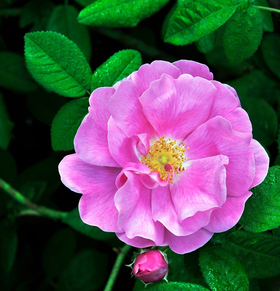 "Rosa gallica officinalis" by Dency Kane | Redbubble