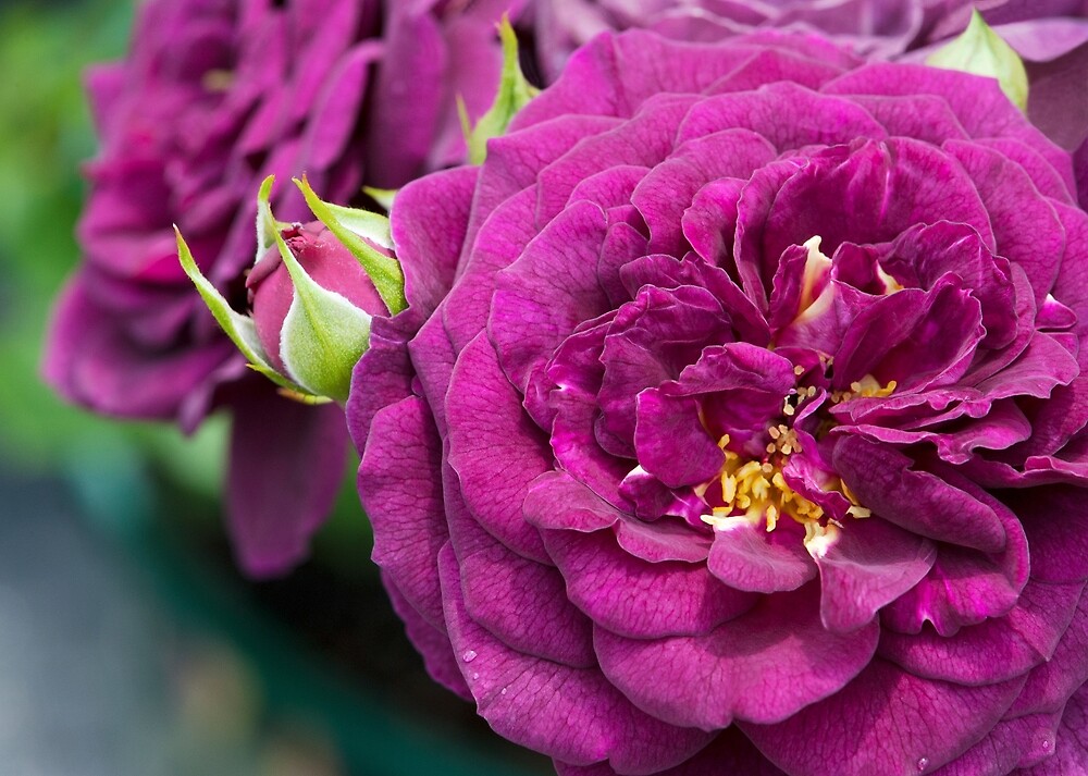 "Floribunda Rose 'Ebb Tide'" by Dency Kane | Redbubble