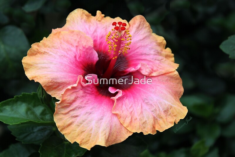 "Fancy Tri-color Hibiscus ~ Magical" by SummerJade | Redbubble