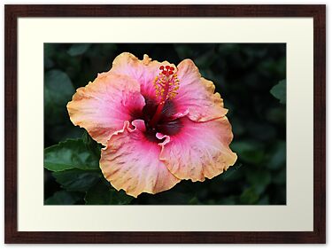 "Fancy Tri-color Hibiscus ~ Magical" by SummerJade | Redbubble