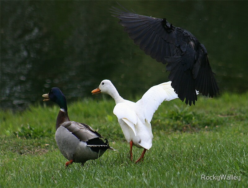 "Rahhh" by RockyWalley | Redbubble