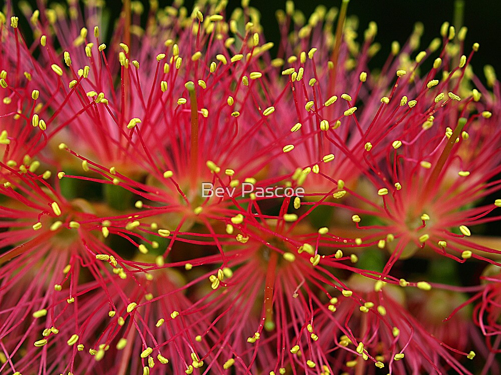 "Banksia - Pink, Drouin,Gippsland, Australia" by Bev Pascoe | Redbubble