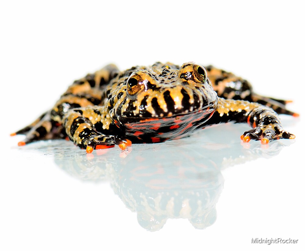 "Red Belly Fire Toad" by MidnightRocker | Redbubble