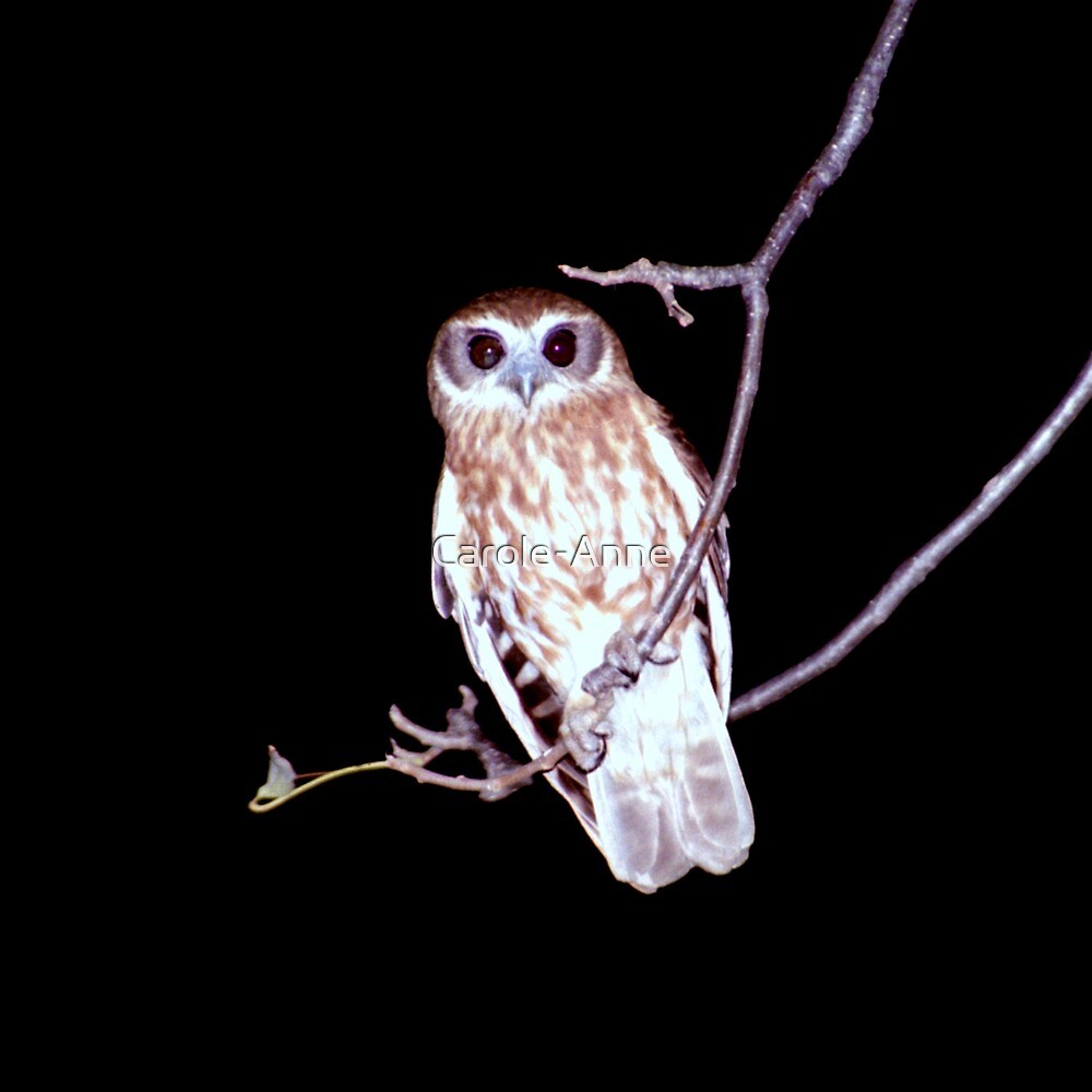 "Barking Owl at Night, Northern Territory, Australia " by Carole-Anne ...