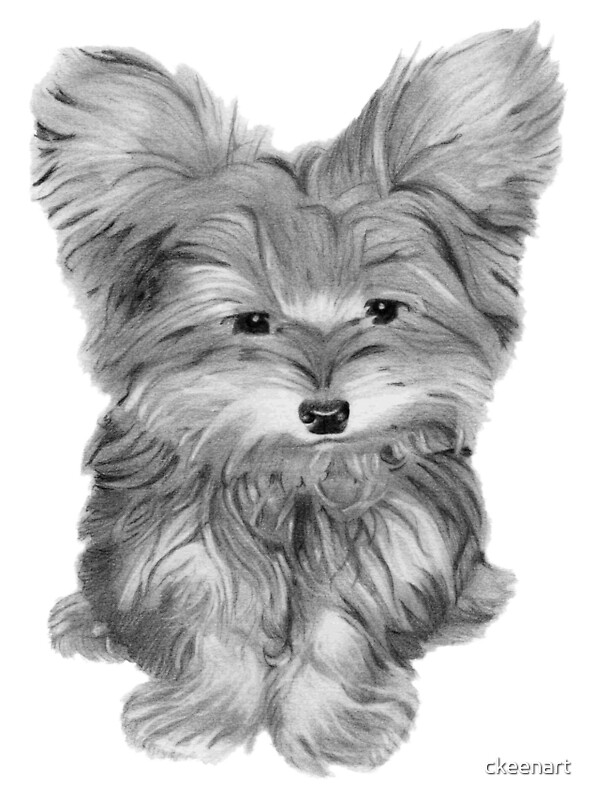 "Cute Yorkie Dog Art" by ckeenart | Redbubble