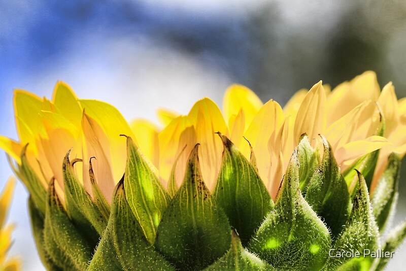 "Sunflower Magic" by Carole Pallier | Redbubble
