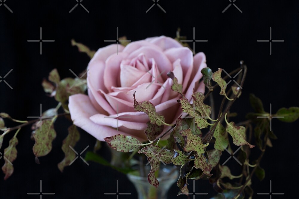 "Dusky Pink Rose on black Background" by Alex Sharp | Redbubble