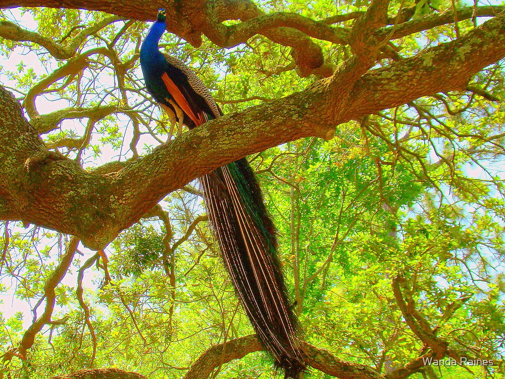 "Peacock Sitting In An Oak Tree" by Wanda Raines | Redbubble