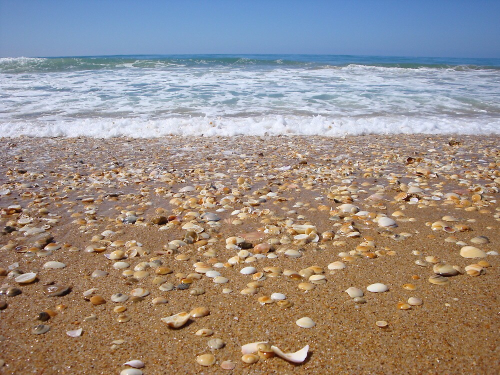 "Shells - Paradise Beach, Vic" by Annie Lamb | Redbubble