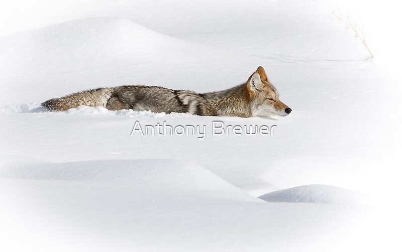 "Sinking in the snow" by Anthony Brewer | Redbubble