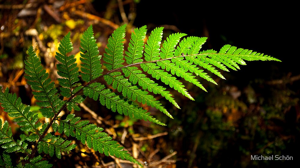 "Fern leaf, Franz Josef, New Zealand." by Michael Schön | Redbubble