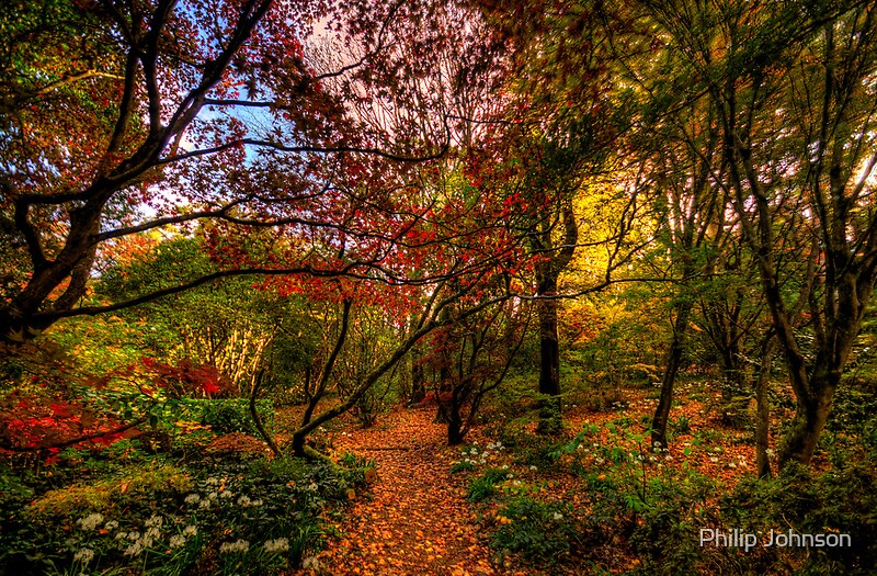 "Autumn Leaves - Mount Wilson, Blue Mountains - The HDR Experience" by ...