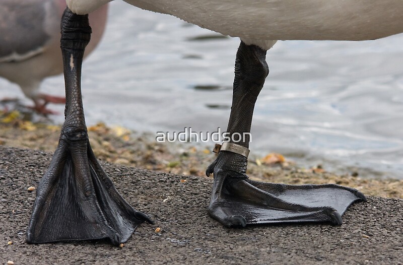 "Swans webbed feet" by audhudson | Redbubble