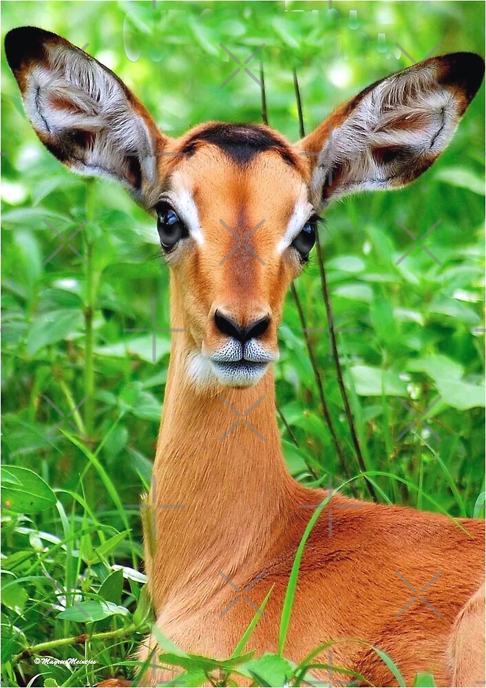 "IMPALA BABY, EYES AND EARS! - BLACK-FACED IMPALA _Aepyceros melampus ...