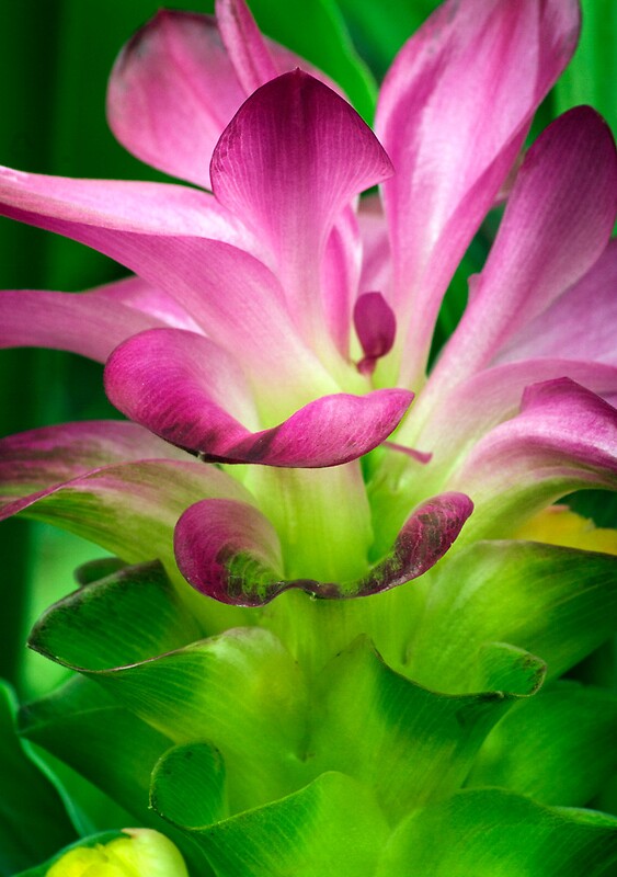 "Ginger Flower, Royal Botanic Gardens, Edinburgh" by Ria Darling ...