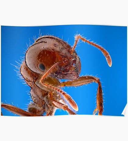 Fire Ant Posters | Redbubble